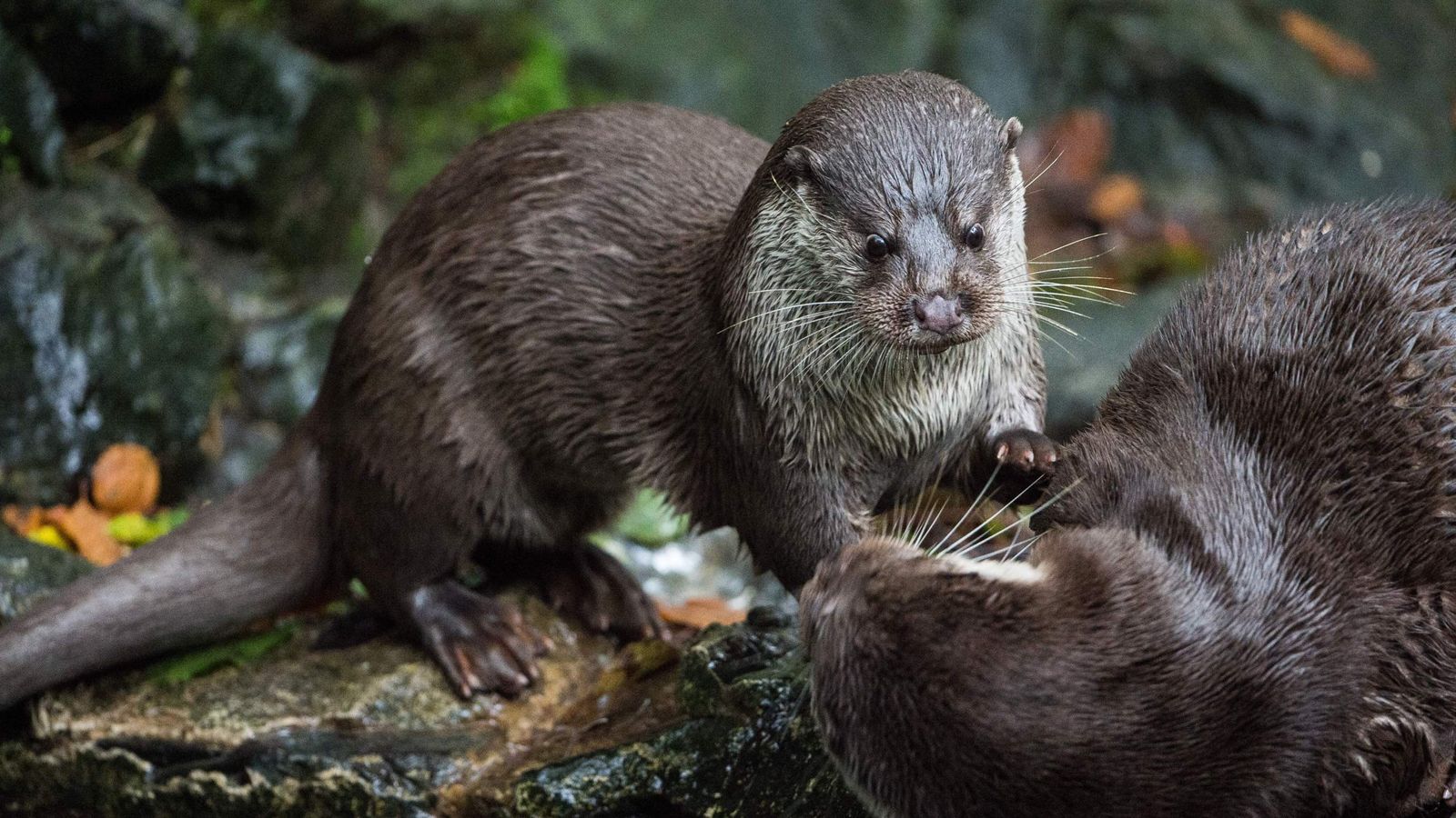 Otters had wolf-sized ancestors with powerful teeth, scientists reveal ...