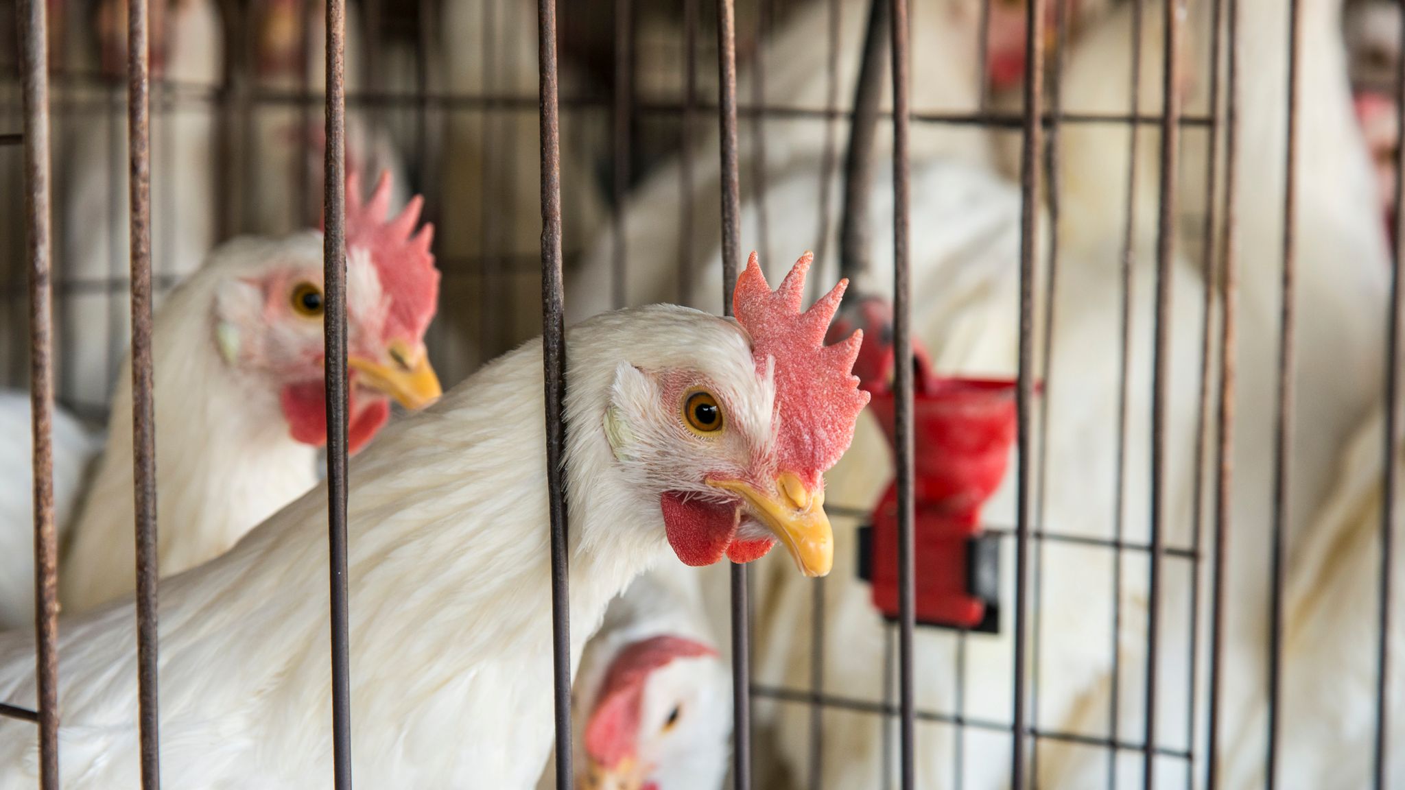 ‘Chicken King’ Boparan ousts poultry chief to stem losses | Money News ...