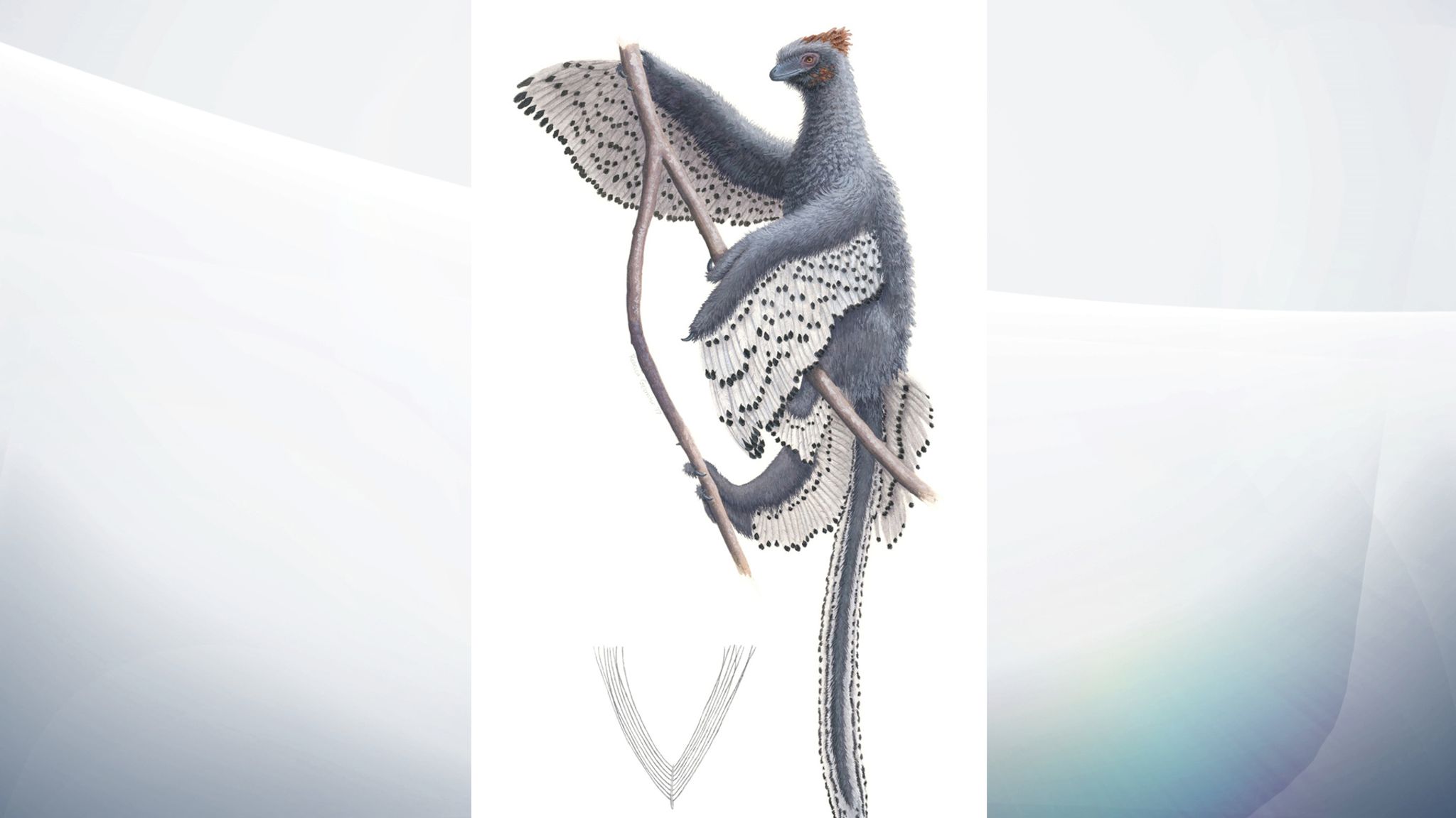 Scientists redraw 'fluffy' four-winged dinosaur | Offbeat News | Sky News
