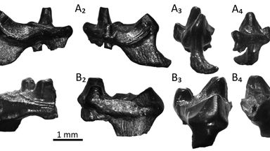 Teeth of oldest known human ancestors found by student in Dorset | UK ...