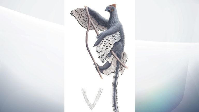 Scientists redraw 'fluffy' four-winged dinosaur | Offbeat News | Sky News