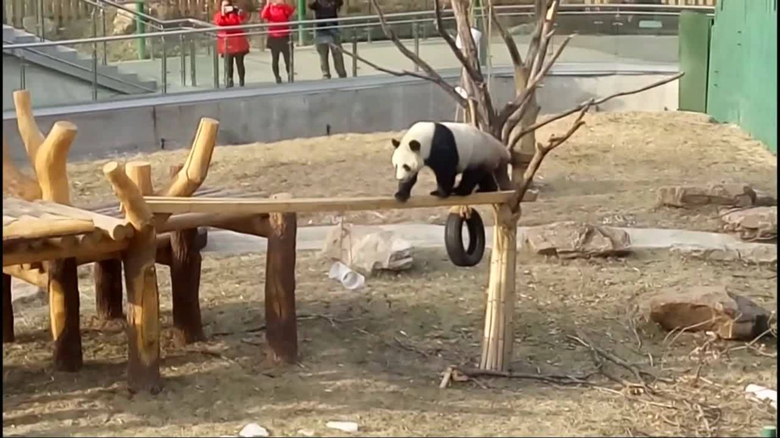 Pupu the panda shows off gymnastic prowess | News UK Video News | Sky News