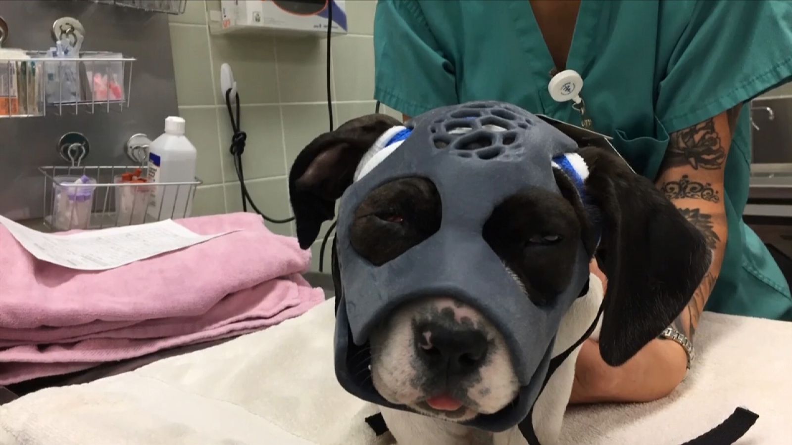 3D-printed mask gives savagely attacked puppy new lease of life | US ...