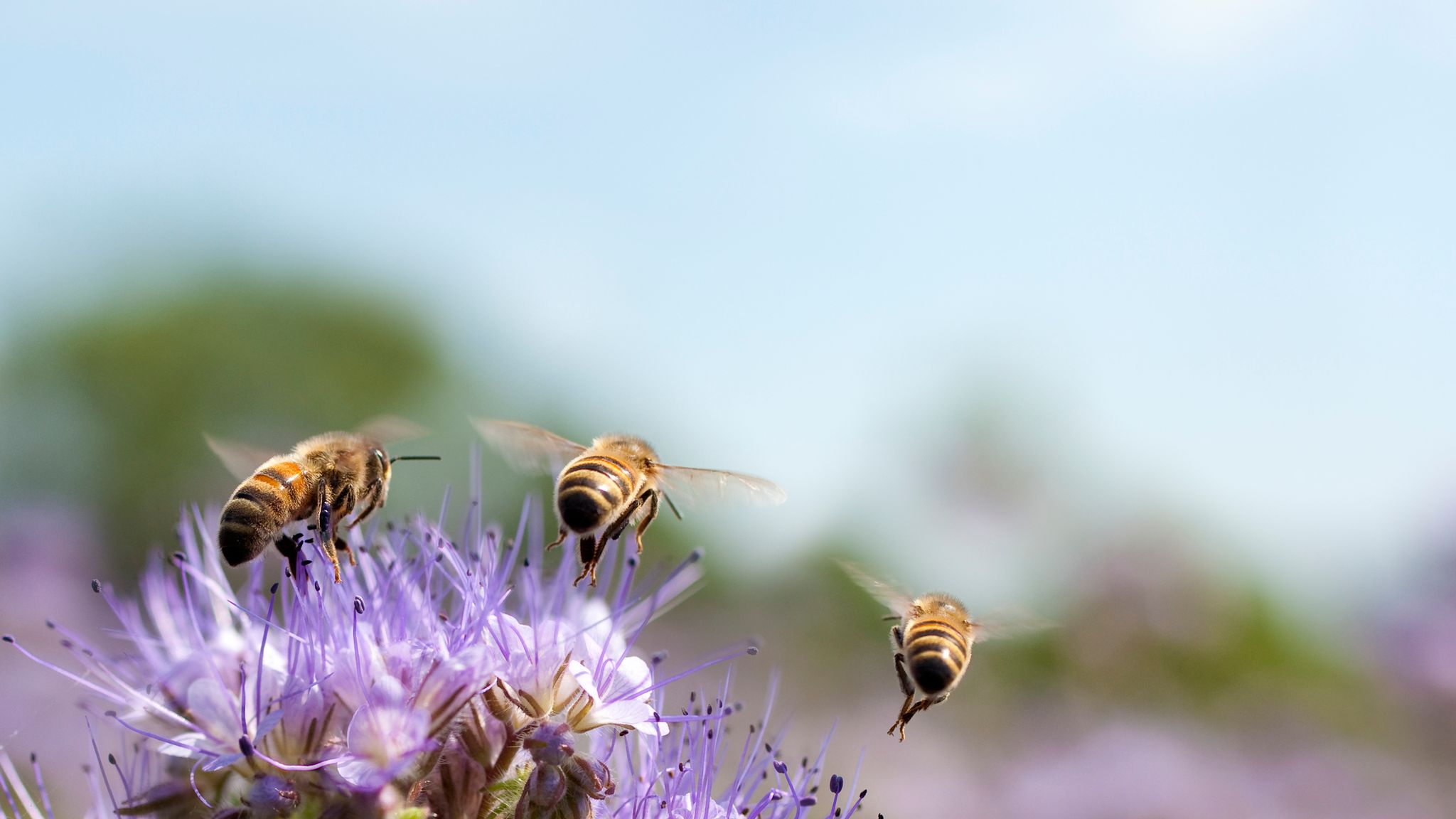 EU declares ban on bee-harming 'neonicotinoid' pesticide | World News ...