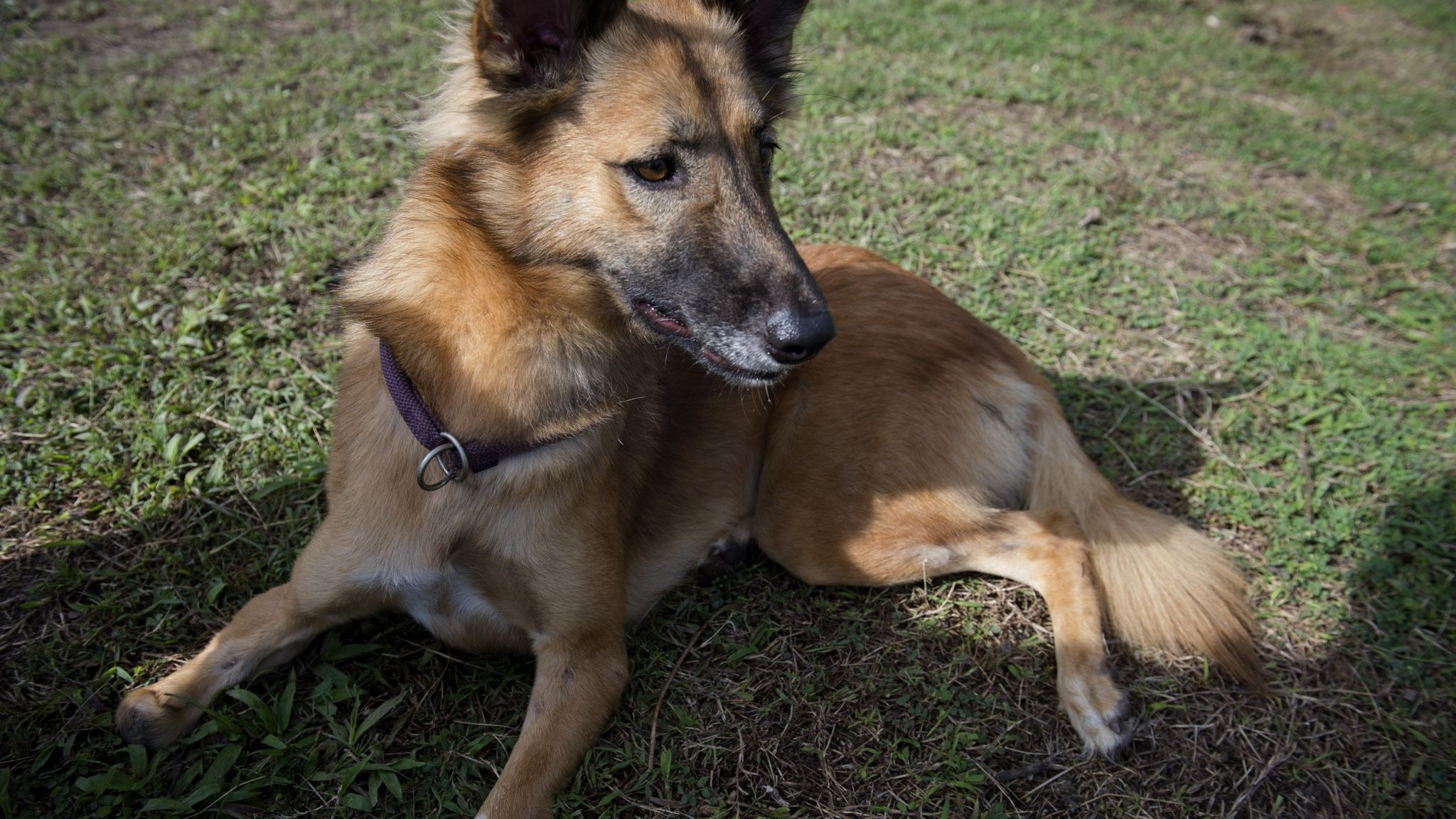 Maimed Thai dog's missing paws replaced with blades | World News | Sky News