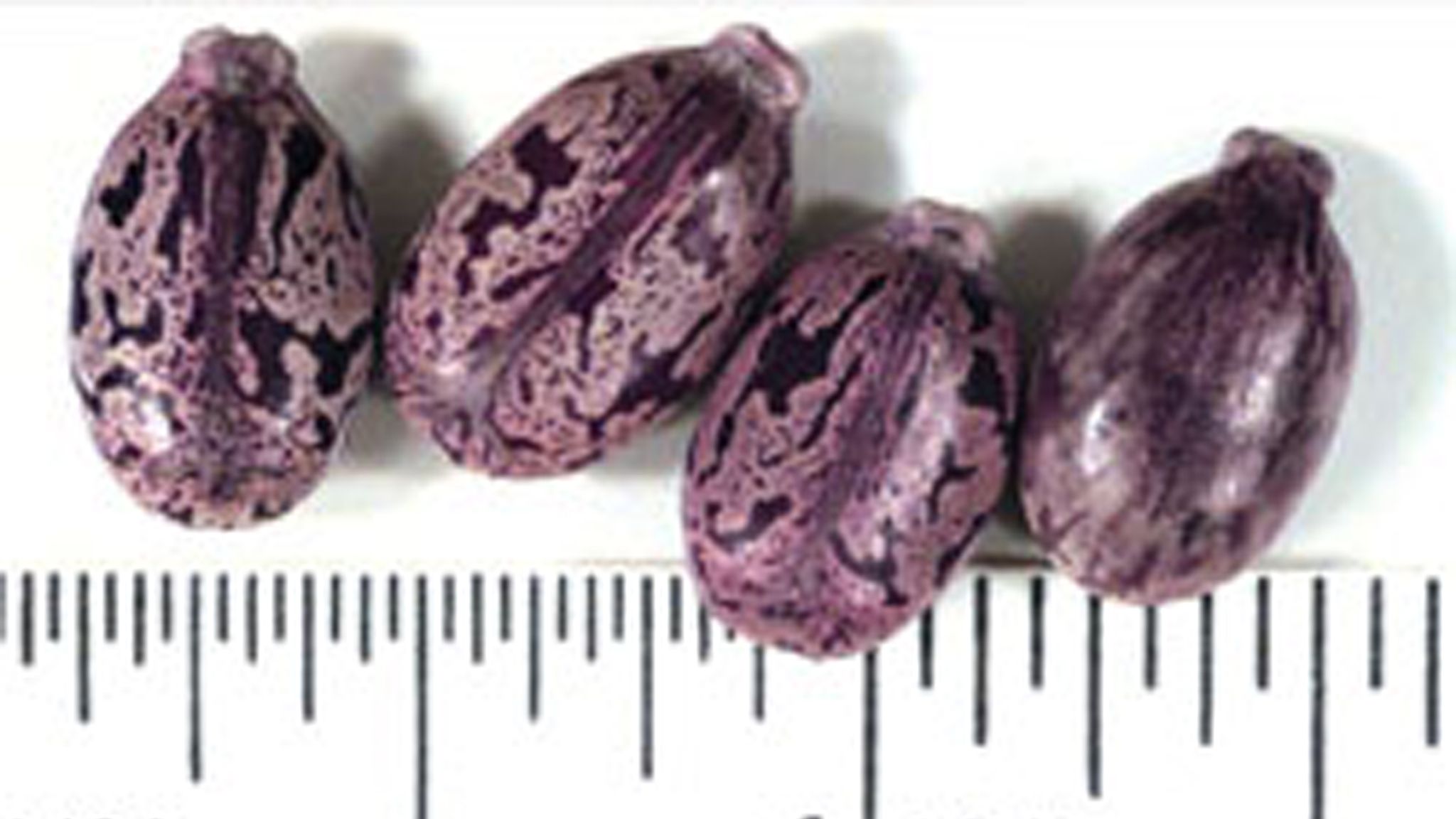 Pensioner admits testing homemade poison ricin on neighbours at US care ...