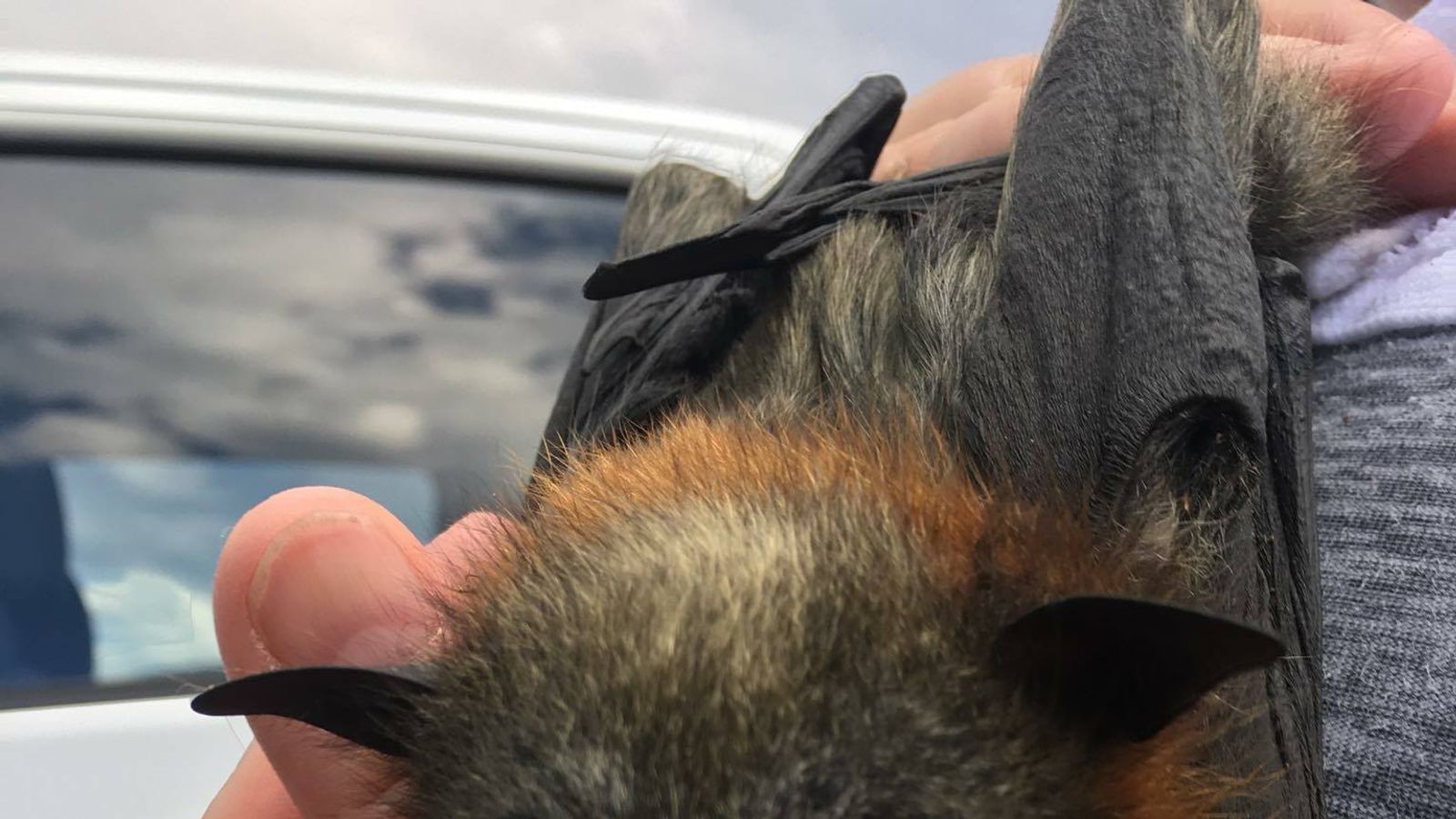 Hundreds of bats die as Australia heatwave 'fries their brains' | UK ...