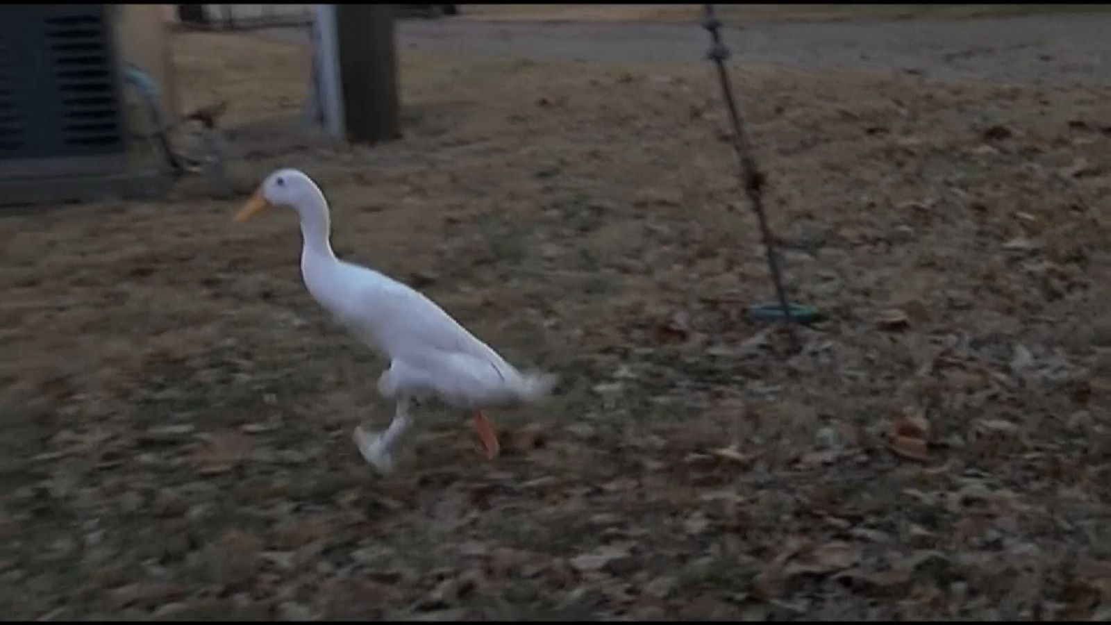 Webbed feat! Duck's prosthetic foot | News UK Video News | Sky News