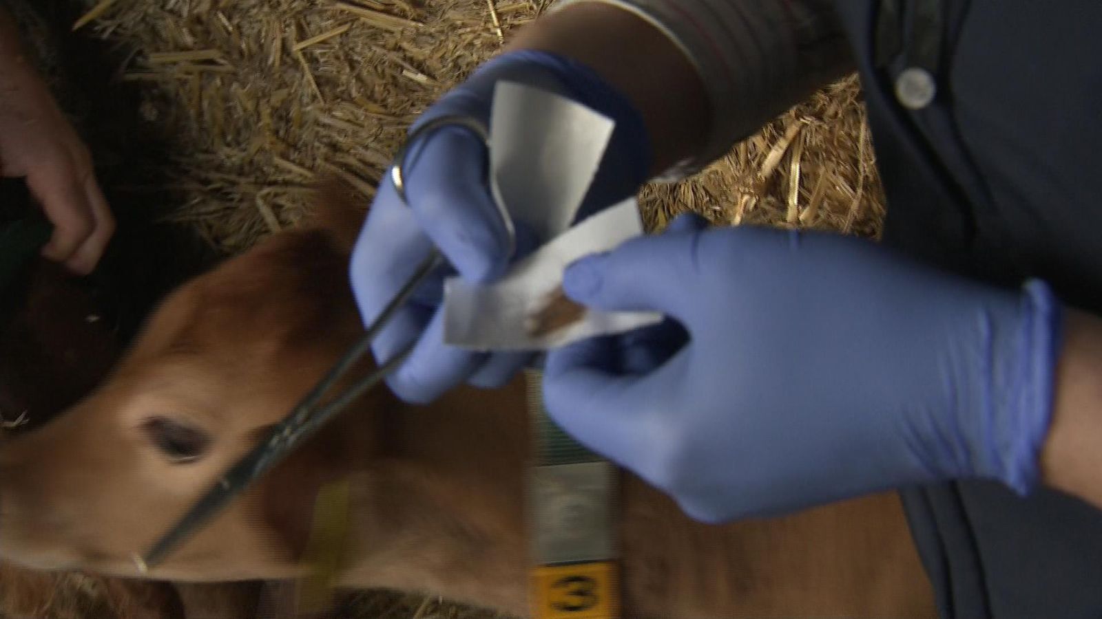 Taste test: Could genomics technology on cow give us better milk? | UK ...