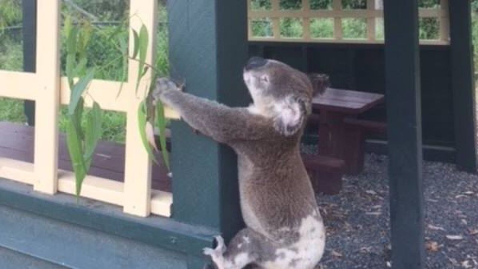 Investigation after dead koala found nailed to post in Queensland ...