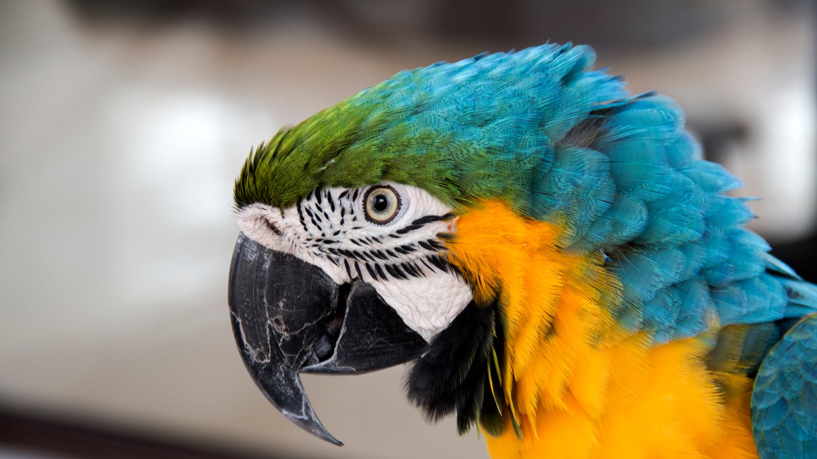 Boris Johnson slams 'pompous popinjay' Donald Trump critics after UK ...