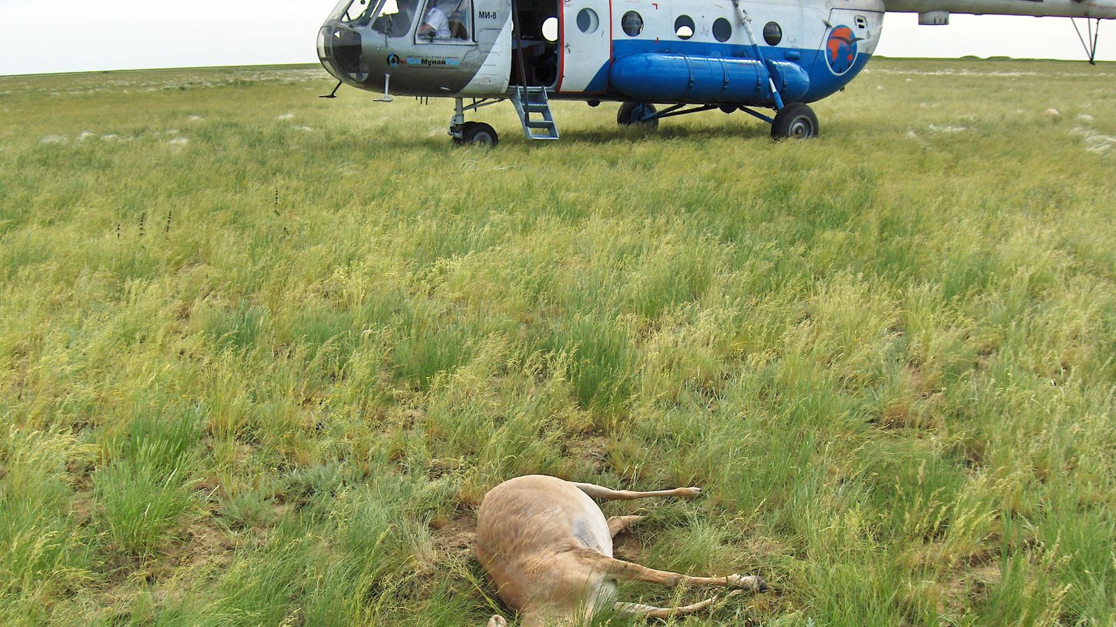 How 200,000 antelope suddenly died | Science, Climate & Tech News | Sky ...