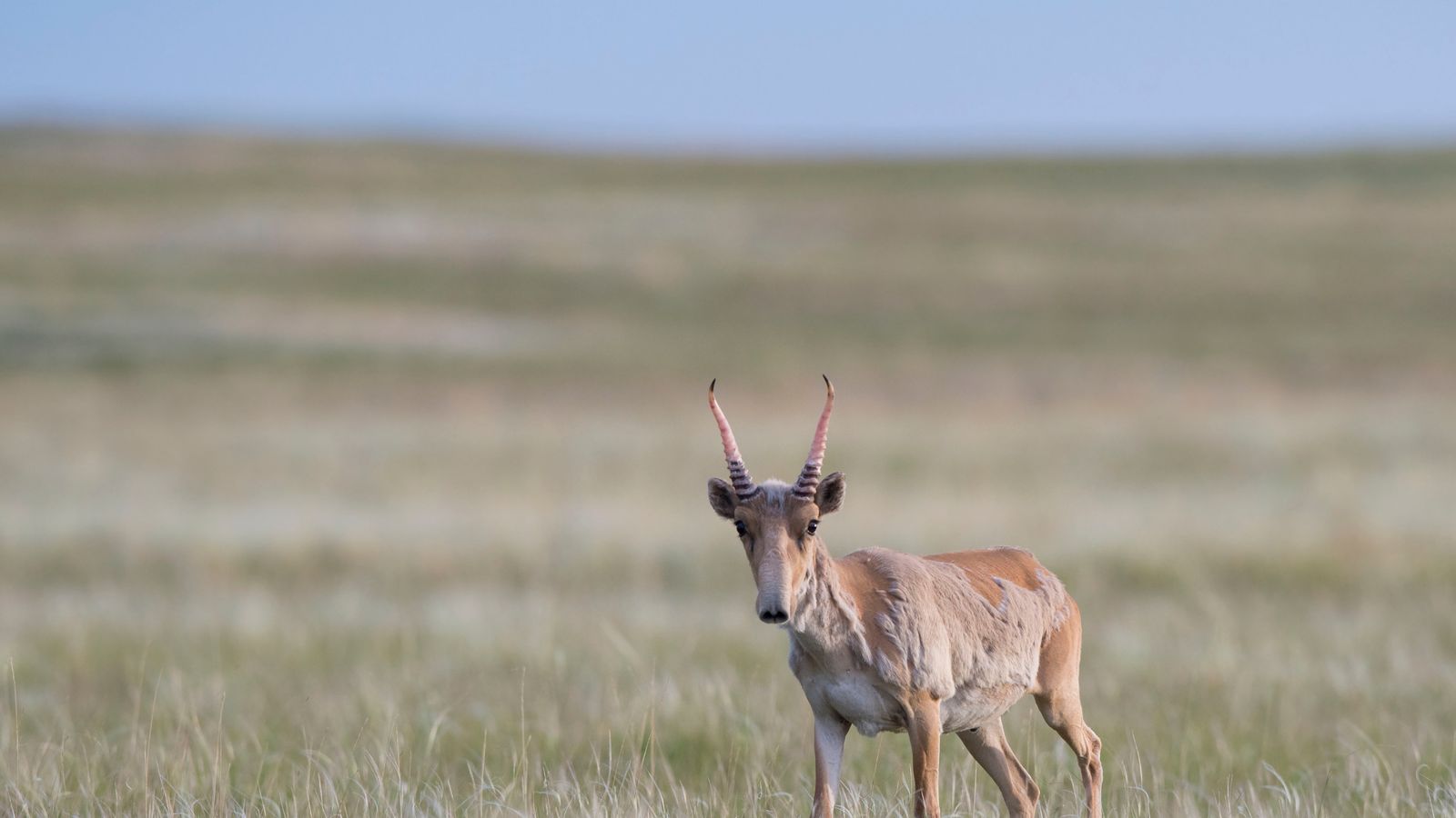 How 200,000 antelope suddenly died | Science, Climate & Tech News | Sky ...