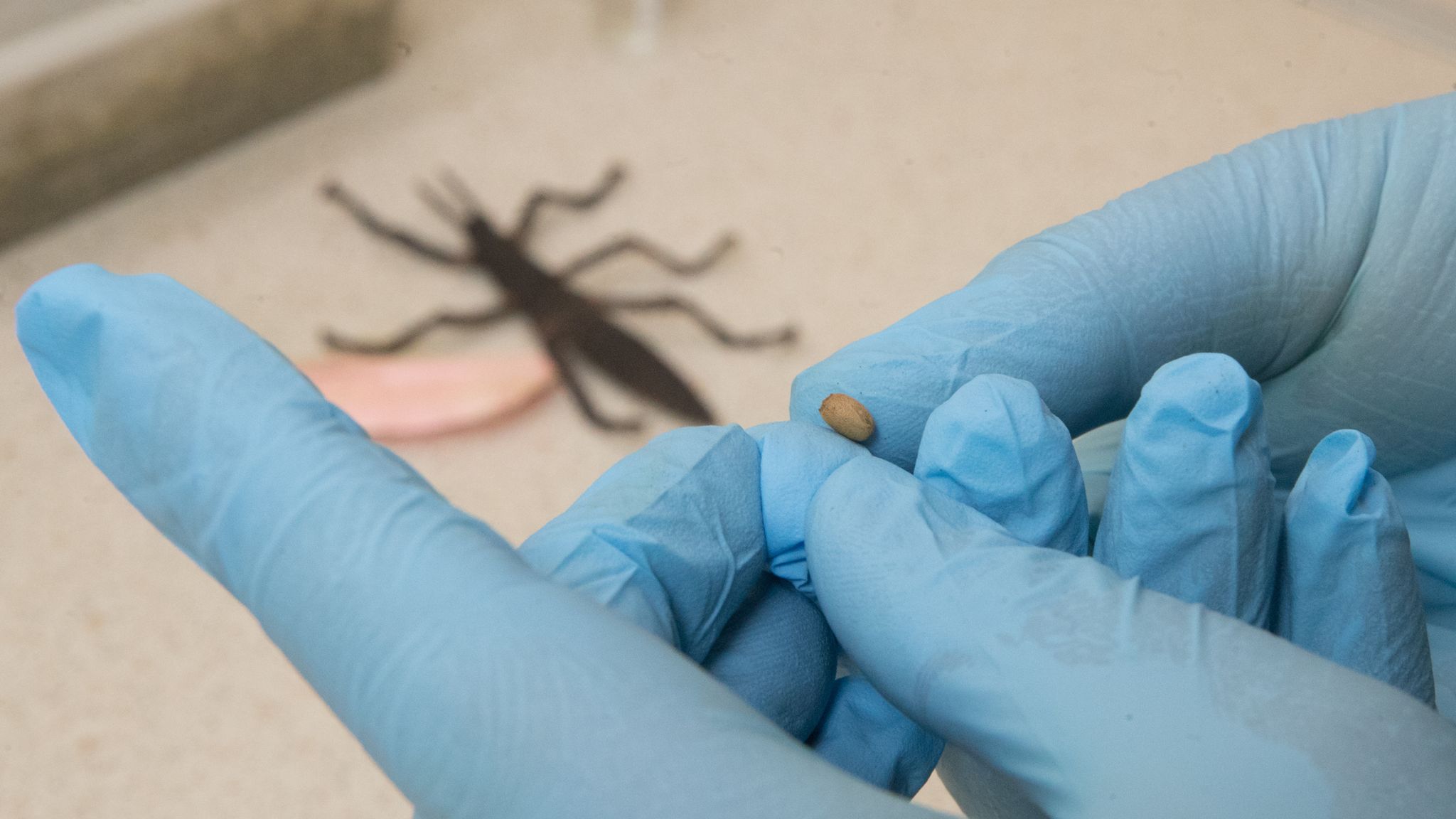 Endangered stick insects breed at Bristol Zoo | UK News | Sky News