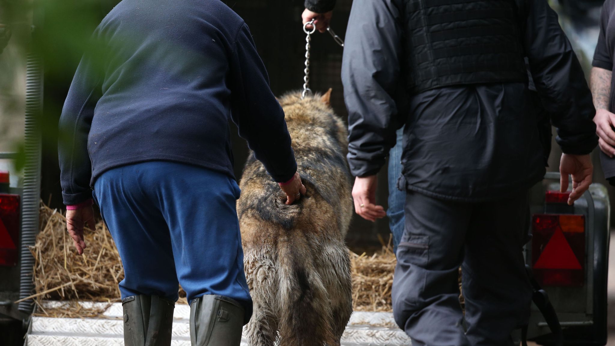 Torak the wolf captured after escaping from Berkshire wildlife ...