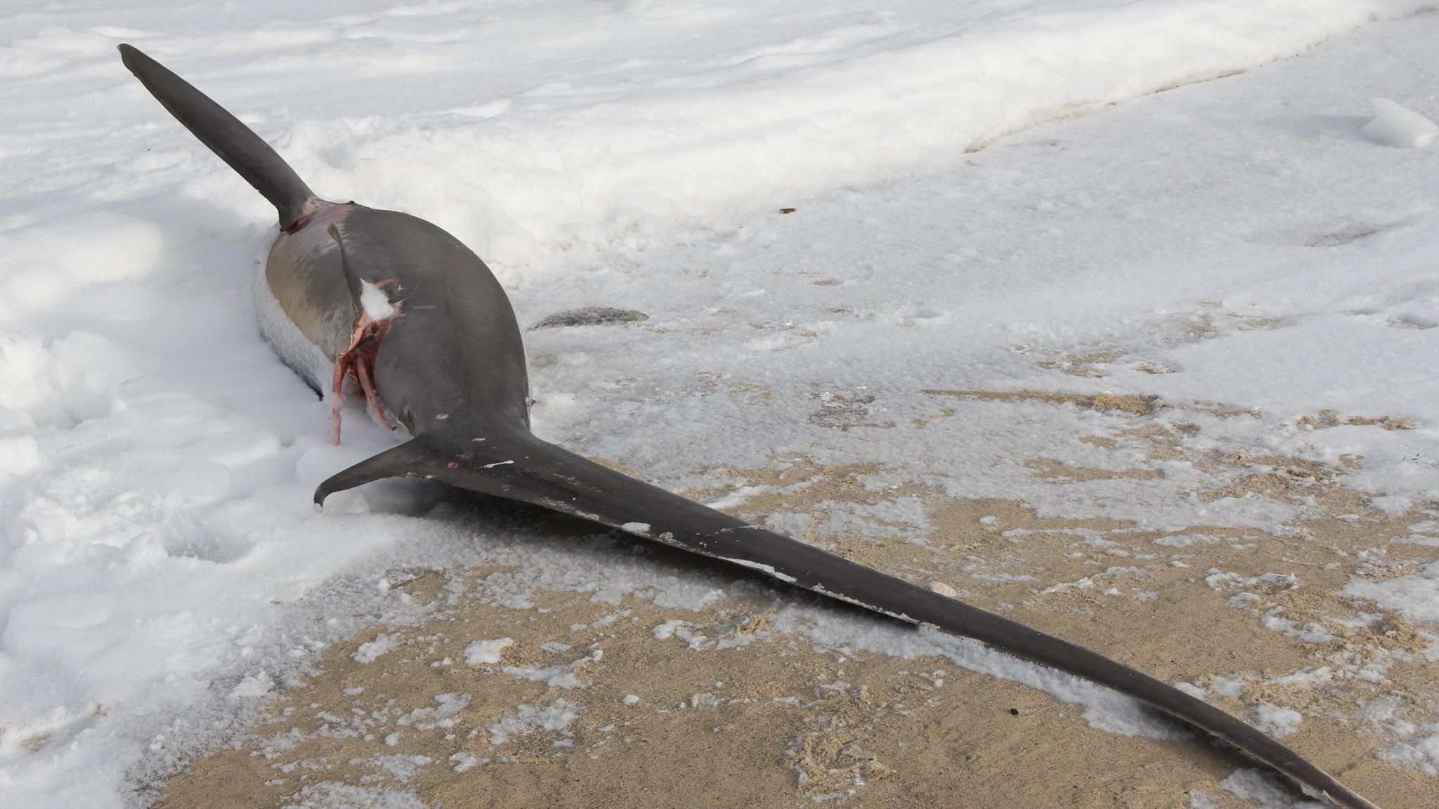Frozen sharks wash up on Cape Cod beaches as winter storm hits US East ...