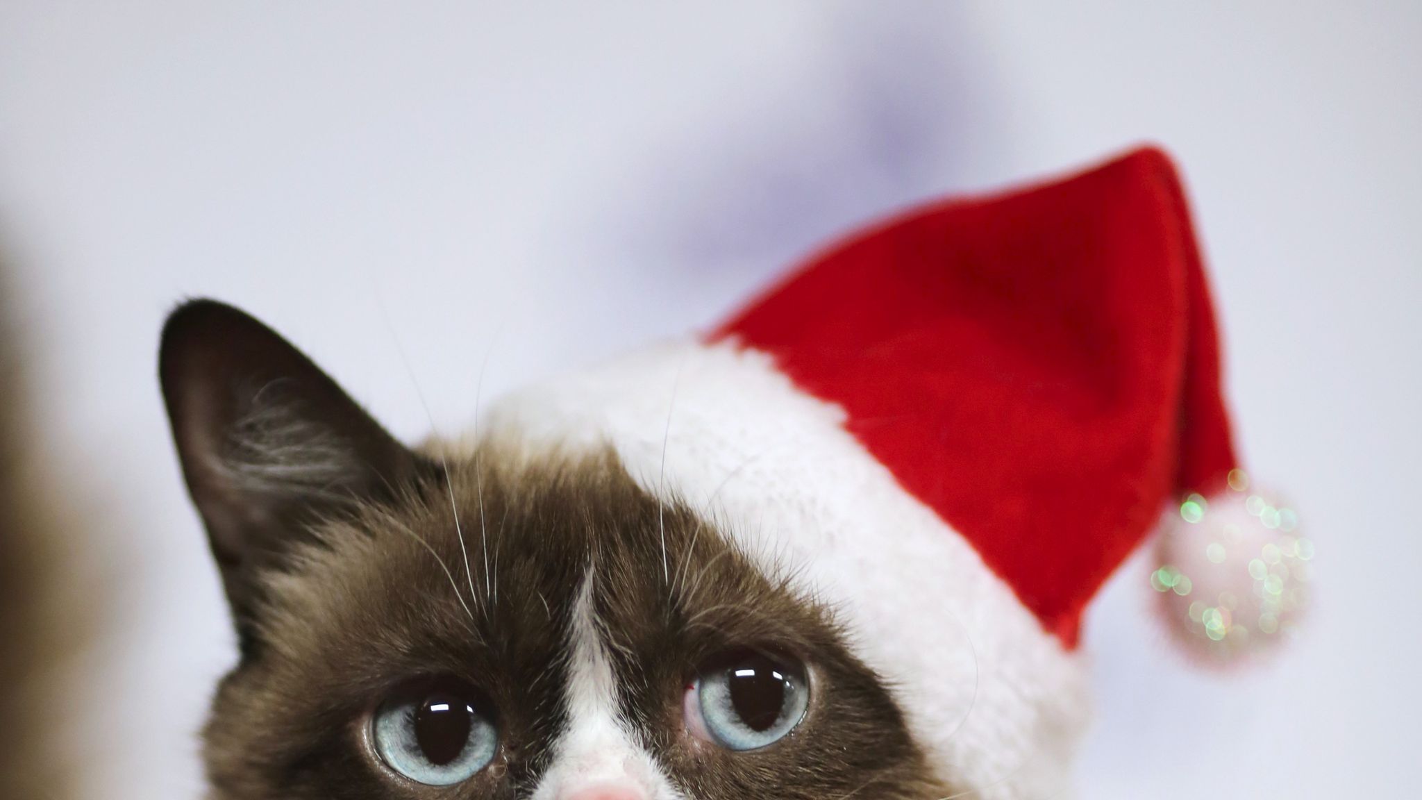 Grumpy Cat Dies at Home In The Arms Of Her Mommy US News Sky News grumpy-cat-dies-at-home-in-the-arms-of-her-mommy-us-news-sky-news