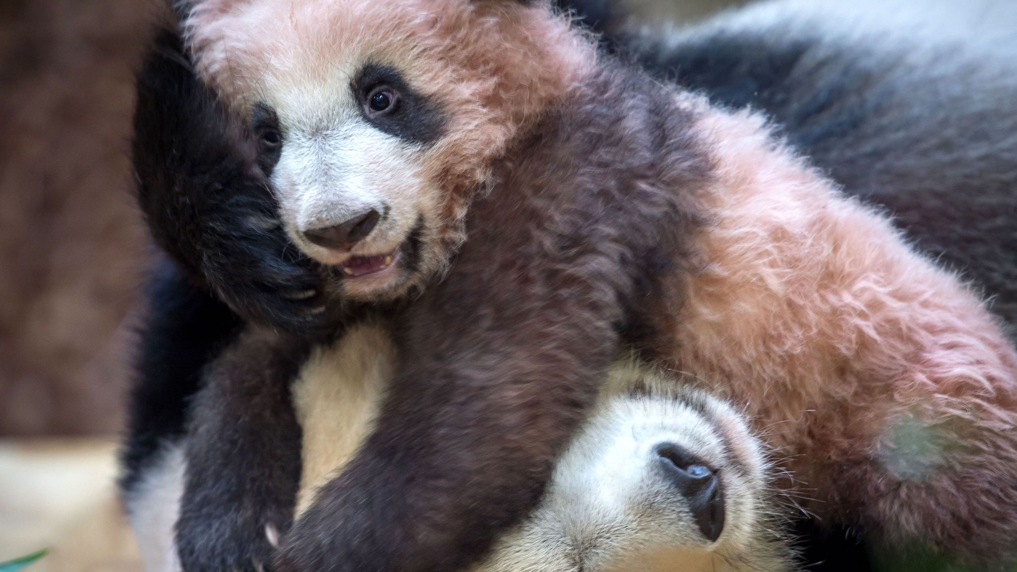 Baby panda makes first public appearance in France | World News | Sky News