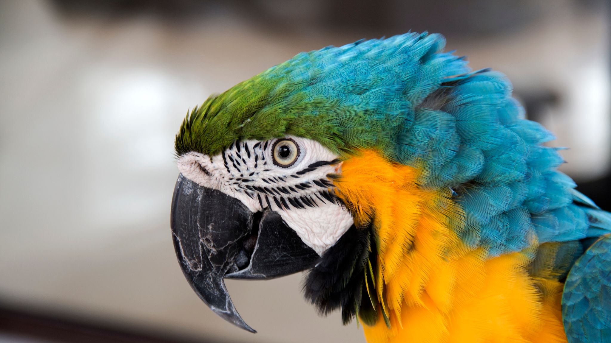 Boris Johnson slams 'pompous popinjay' Donald Trump critics after UK ...