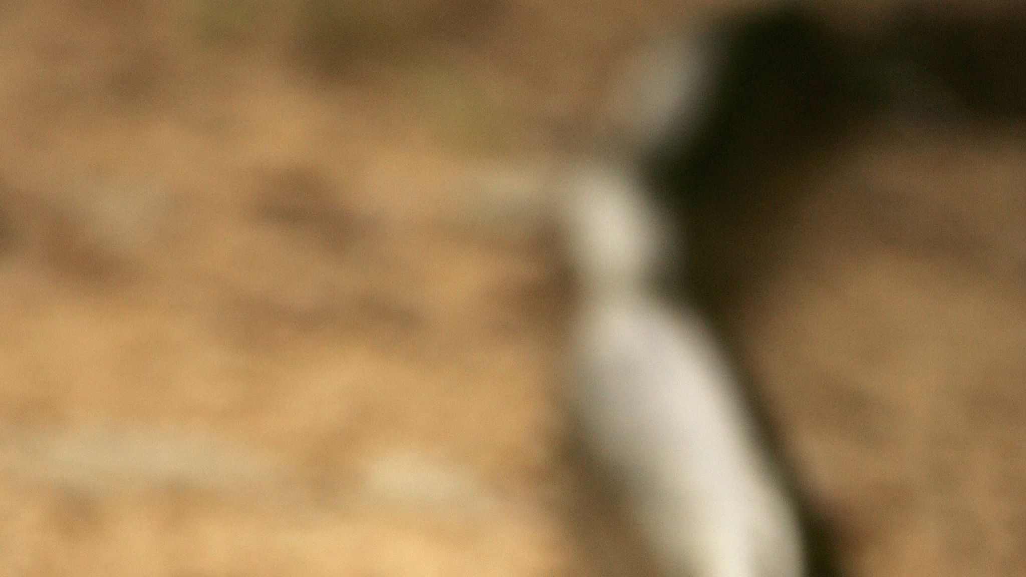 Animal lover Dan Brandon was killed by his 8ft pet python, coroner ...