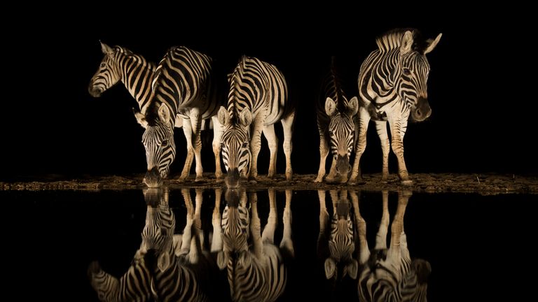 Wildlife Photographer of the Year People’s Choice images | Ents & Arts ...