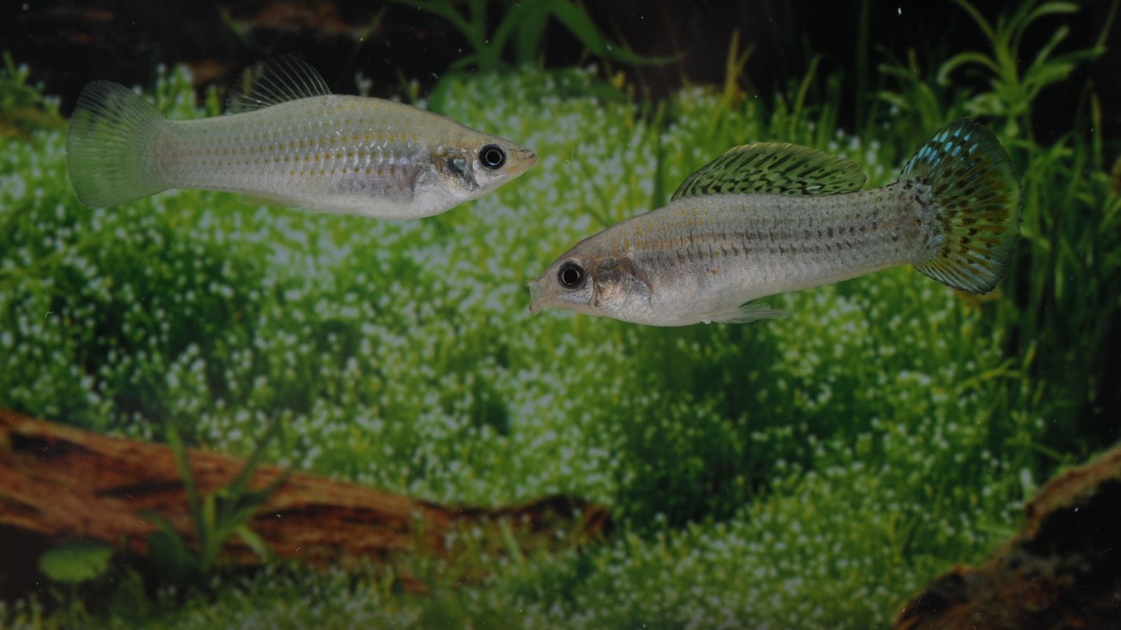 'Unique' fish evolving despite thousands of generations of clones, say ...