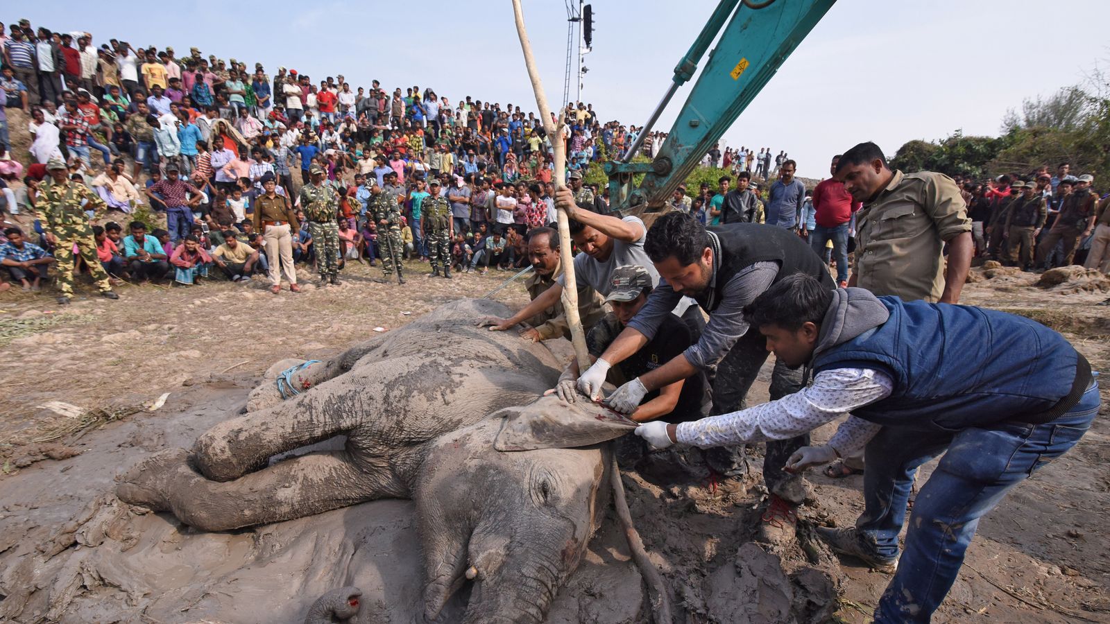 Elephants hit and killed by passenger train in India | World News | Sky ...