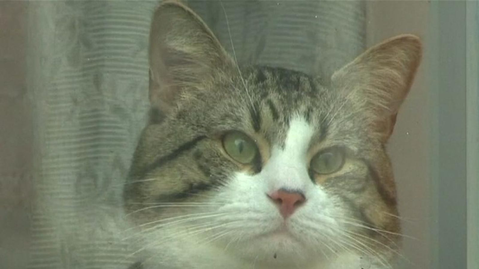 Assange and the long arm of the paw | News UK Video News | Sky News