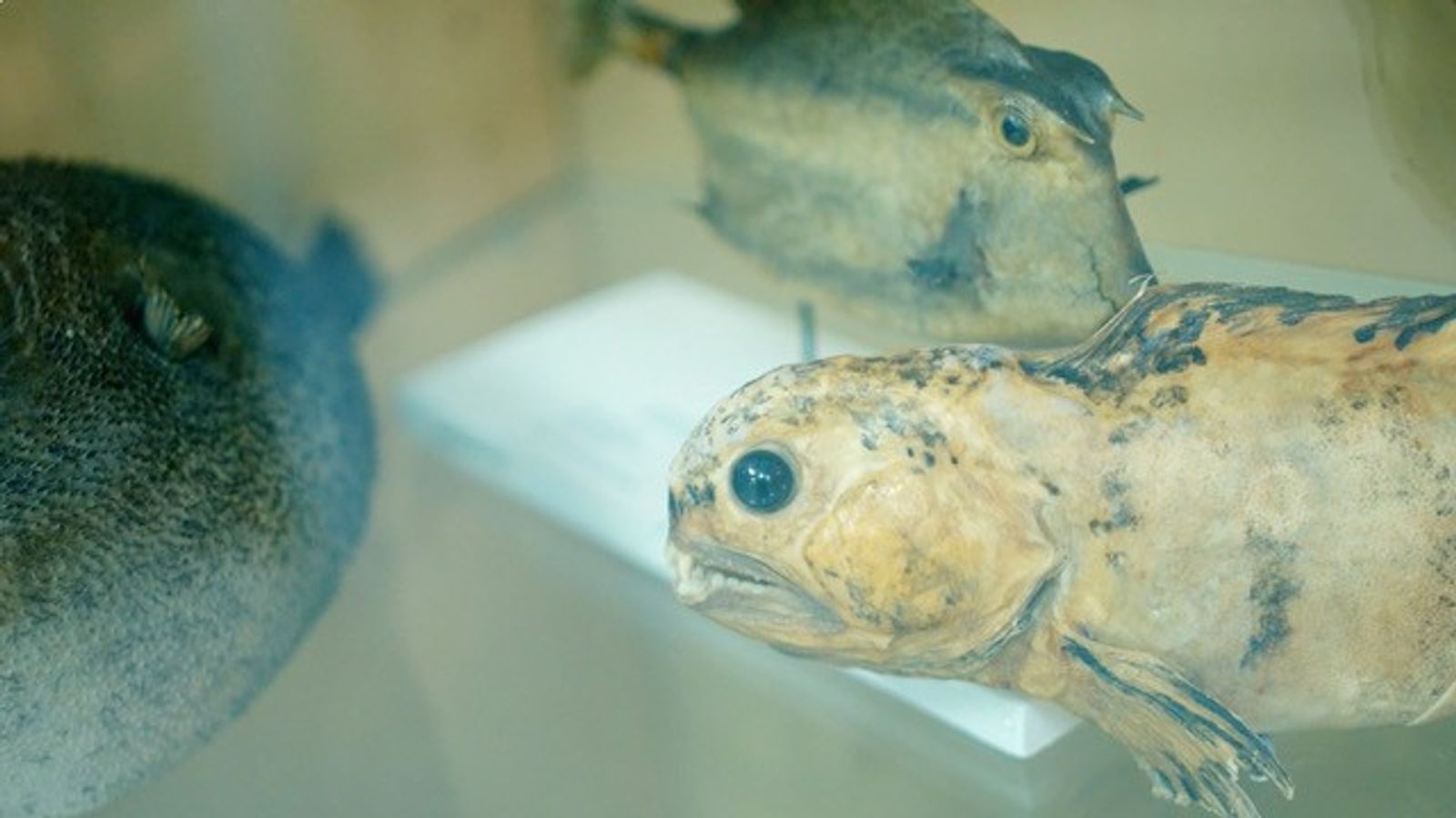 'Worrying' effect of microplastic on deep-sea fish, report finds | Sky News