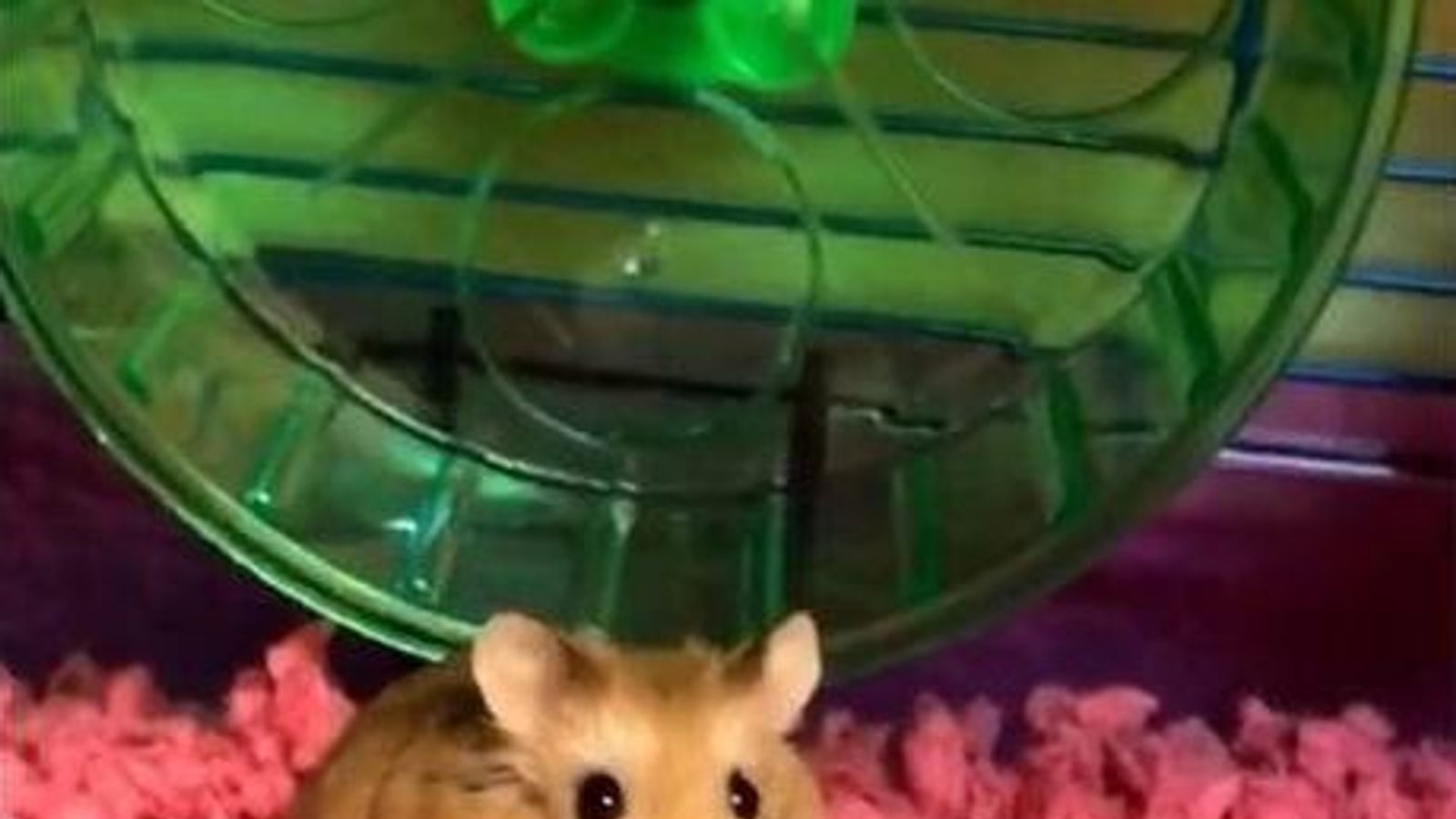 Hamster flushed down toilet after being rejected from flight | US News ...