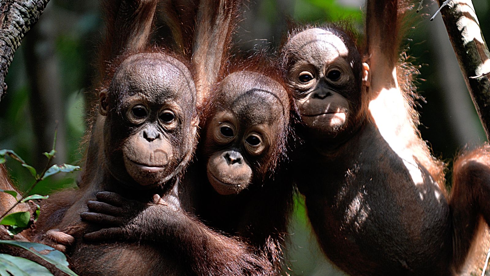 Borneo orang-utan population plummets by half due to palm oil, hunting ...