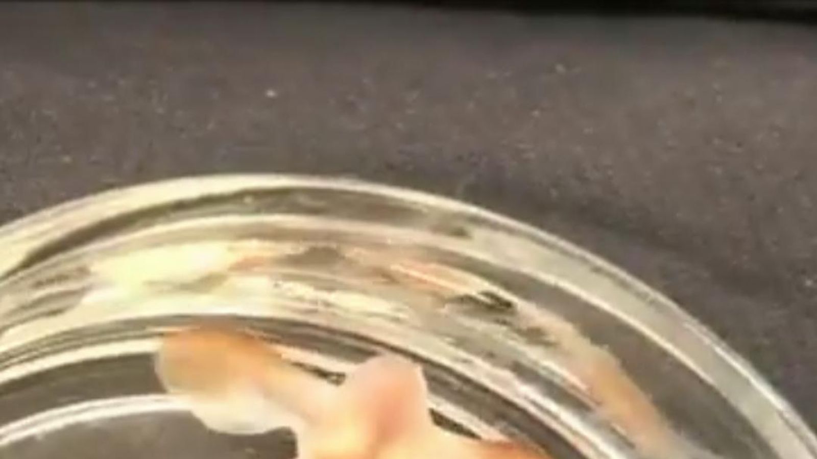 Baby Dumbo Octopus caught on camera | News UK Video News | Sky News