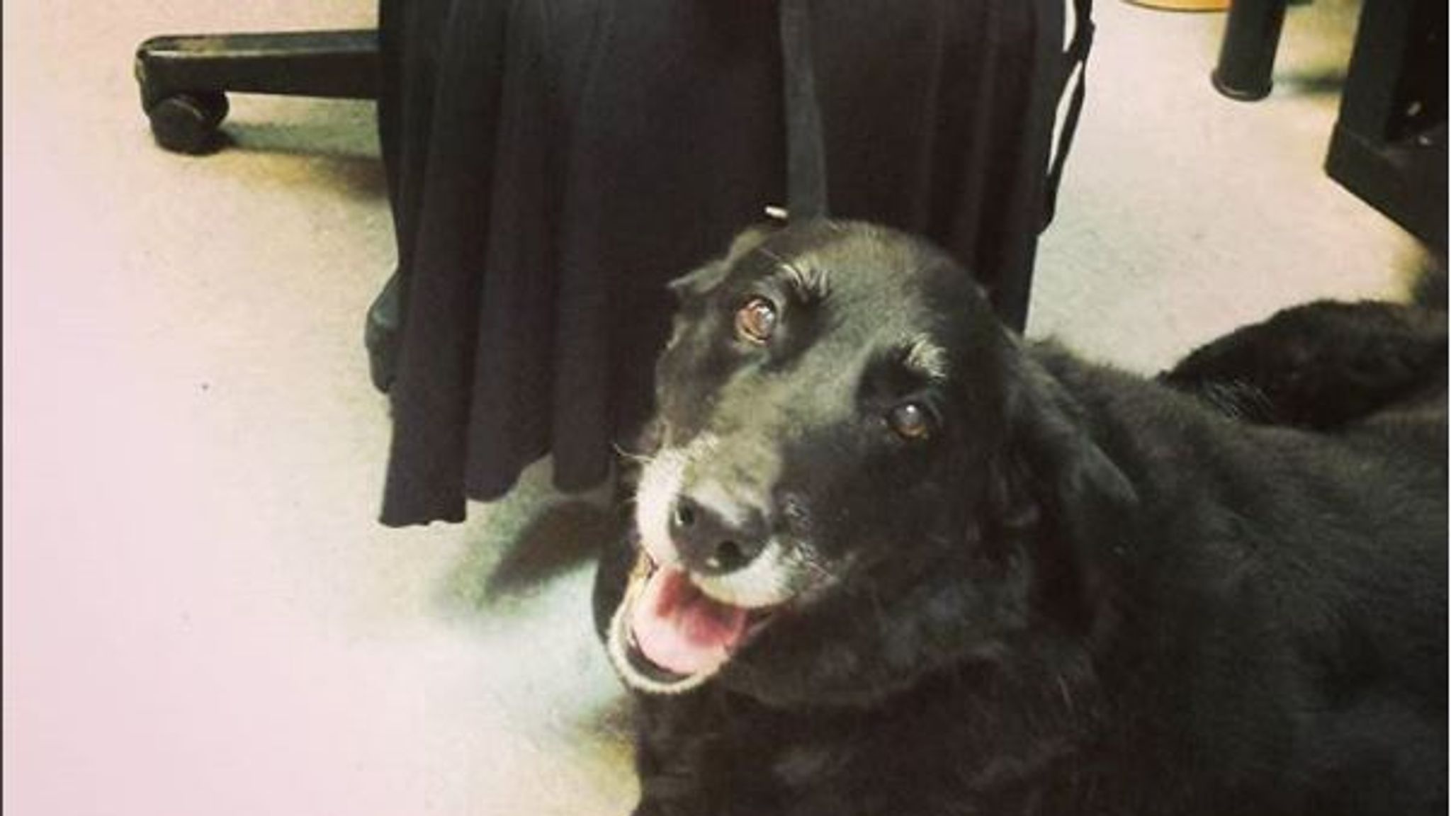 'She kind of came back from the dead': Dog returns home 10 years after ...