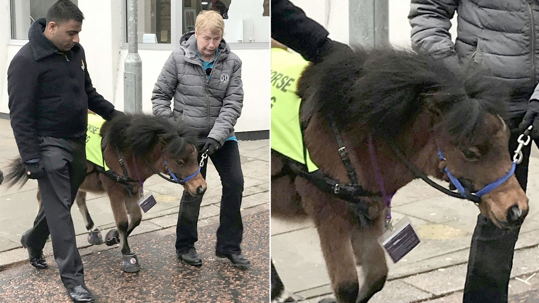 Blind man scared of dogs to get UK's first guide horse | UK News | Sky News