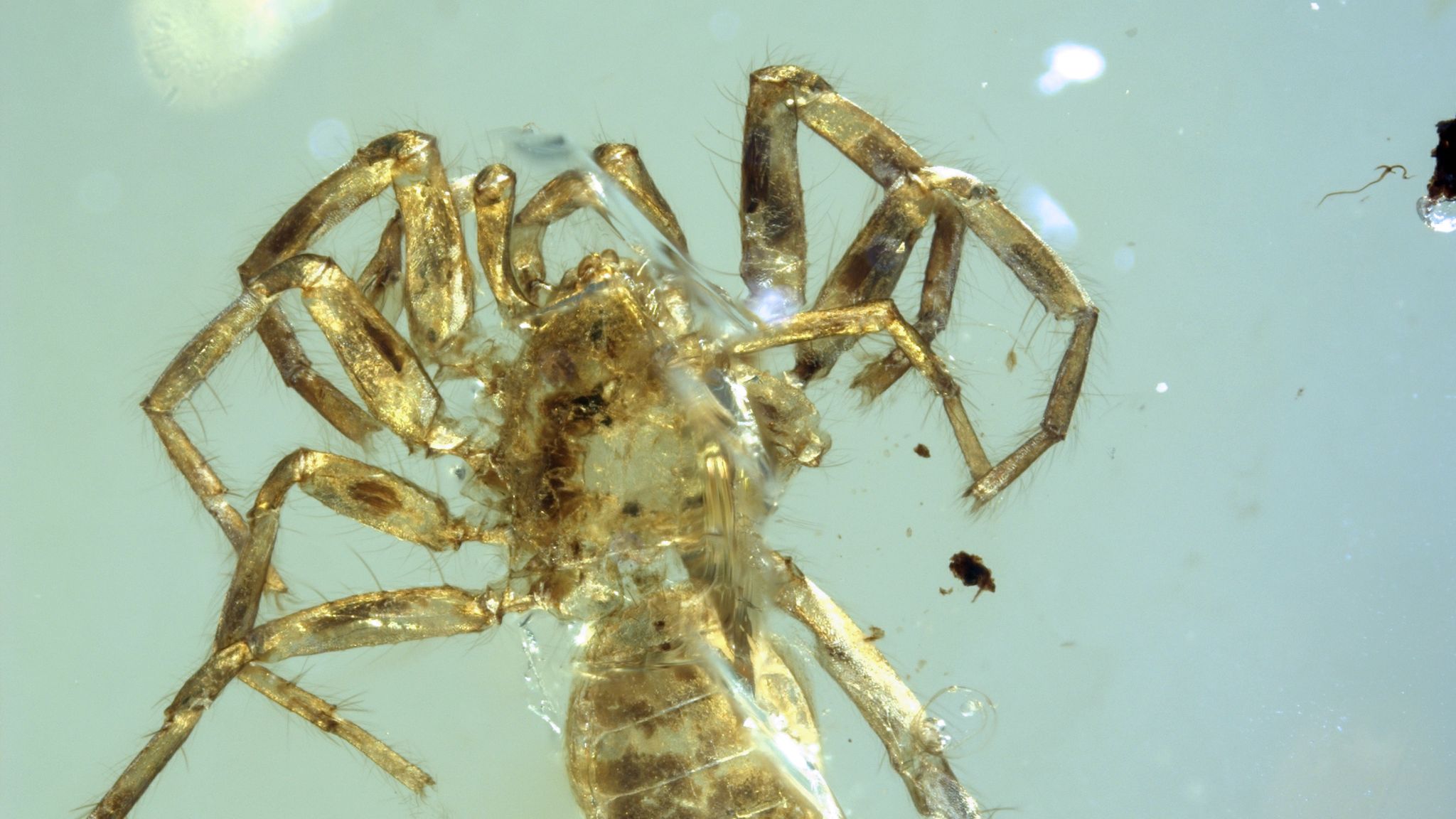 Fossilised spiders with 'tails' found in Myanmar rainforest | World ...
