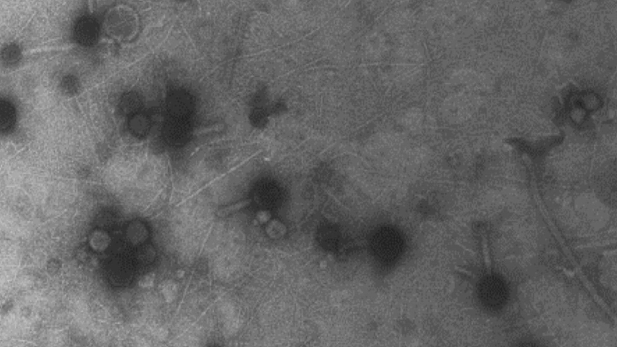 Viruses raining down from Earth's atmosphere, say scientists | Science ...