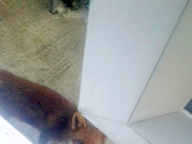 Fox could have 'ripped baby to pieces' in attack at family's home