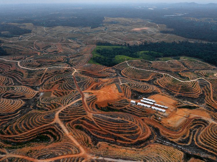 Borneo orang-utan population plummets by half due to palm oil, hunting ...