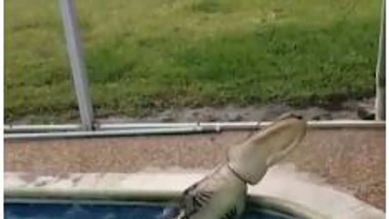 Found in Florida pool: 8ft-alligator | US News | Sky News