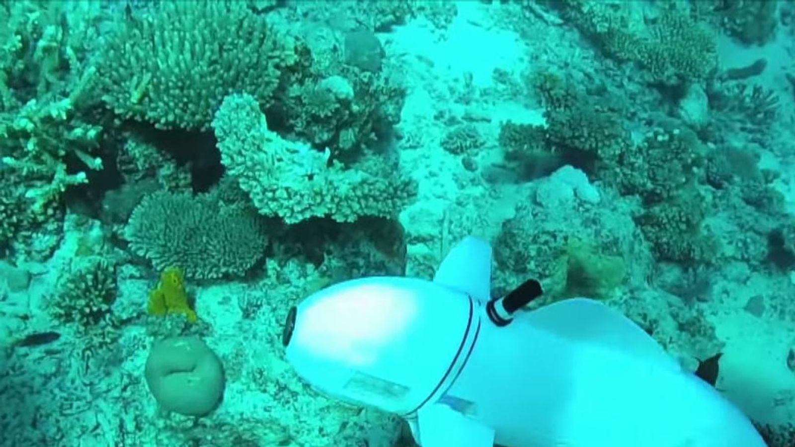 Fintastic! Robotic fish's test swim | Science, Climate & Tech News ...