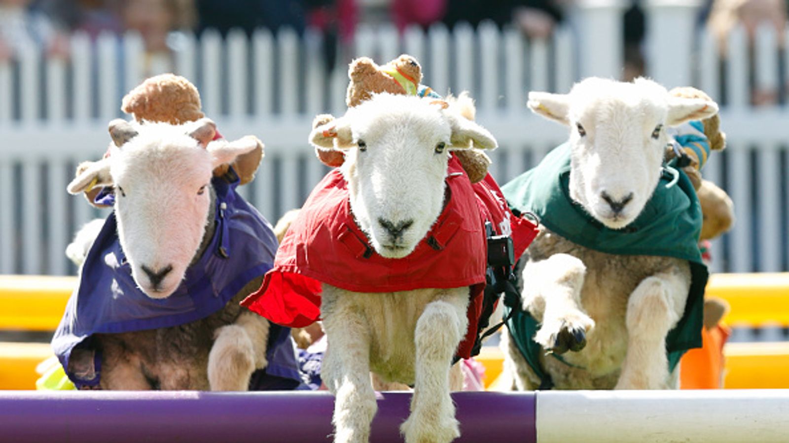Easter sheep race given the chop after vegan activists make threats ...