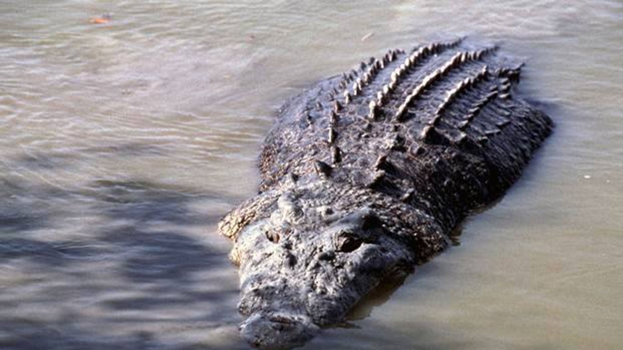 Queensland Faces Crocodile Invasion After Floods World News Sky News
