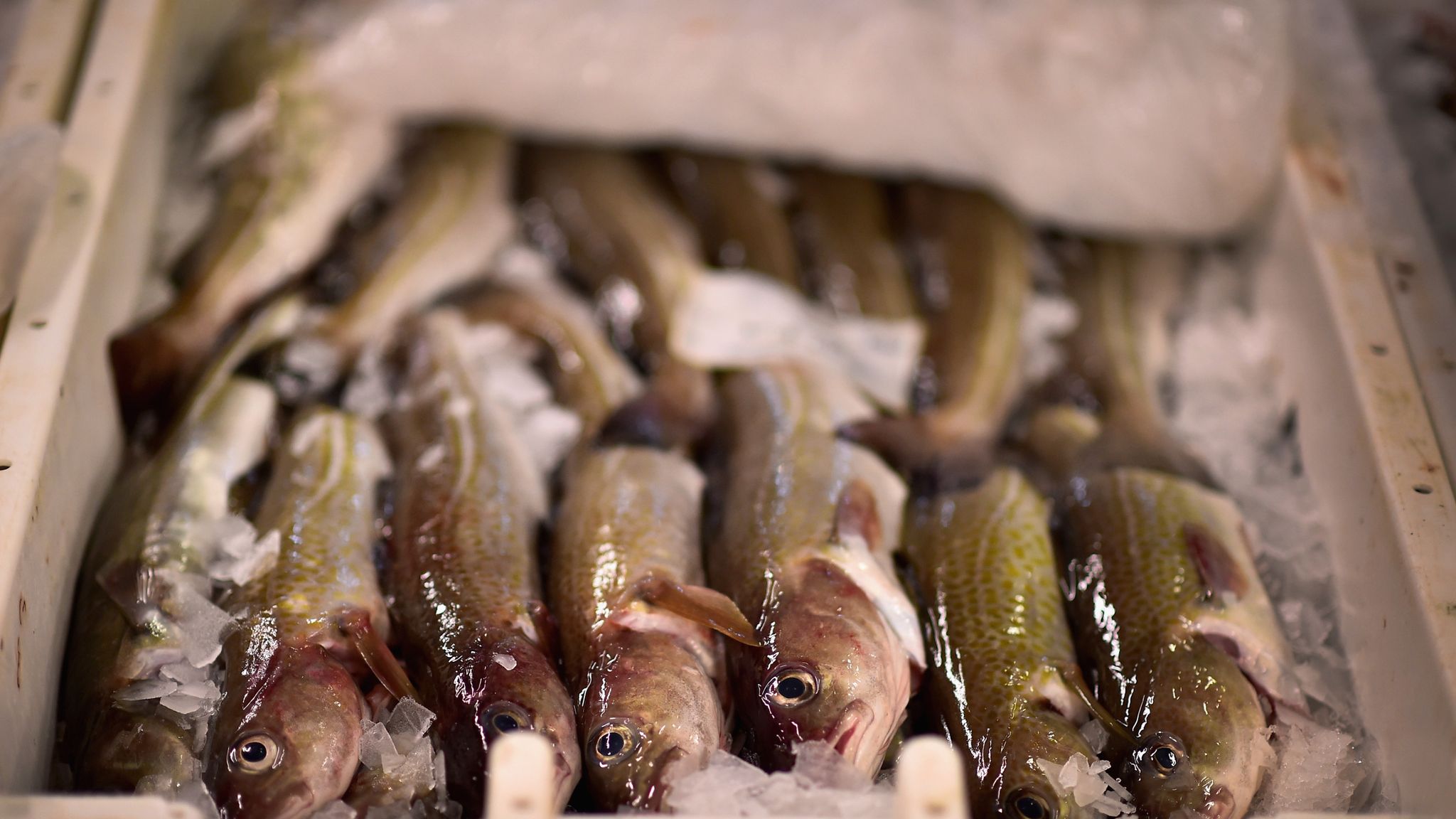 Asia-Pacific could run out of fish by 2048 - UN survey warns | World ...