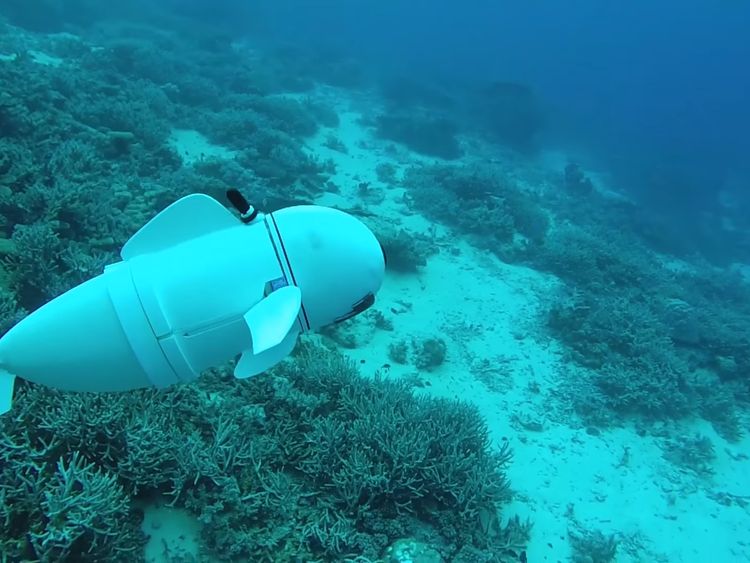 Scientists invent ocean-going robotic fish which blends in with aquatic ...