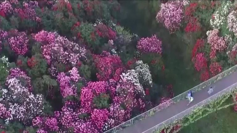 Azaleas welcome the spring in China | News UK Video News | Sky News