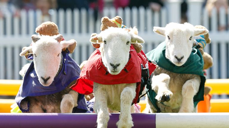 Easter sheep race given the chop after vegan activists make threats ...