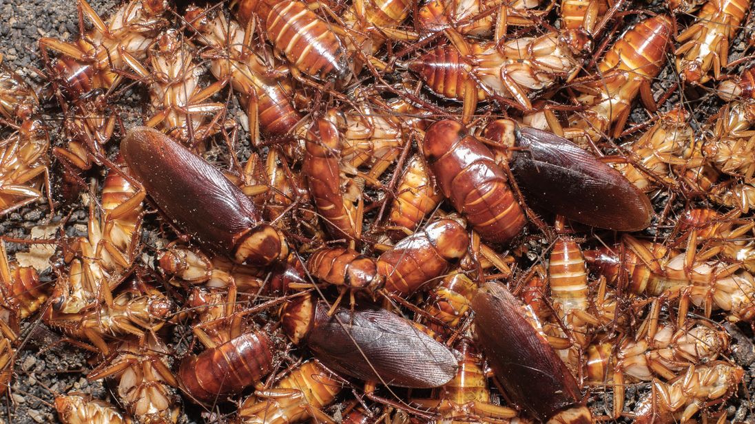 Six billion cockroaches bred for potions at AI-controlled farm in China