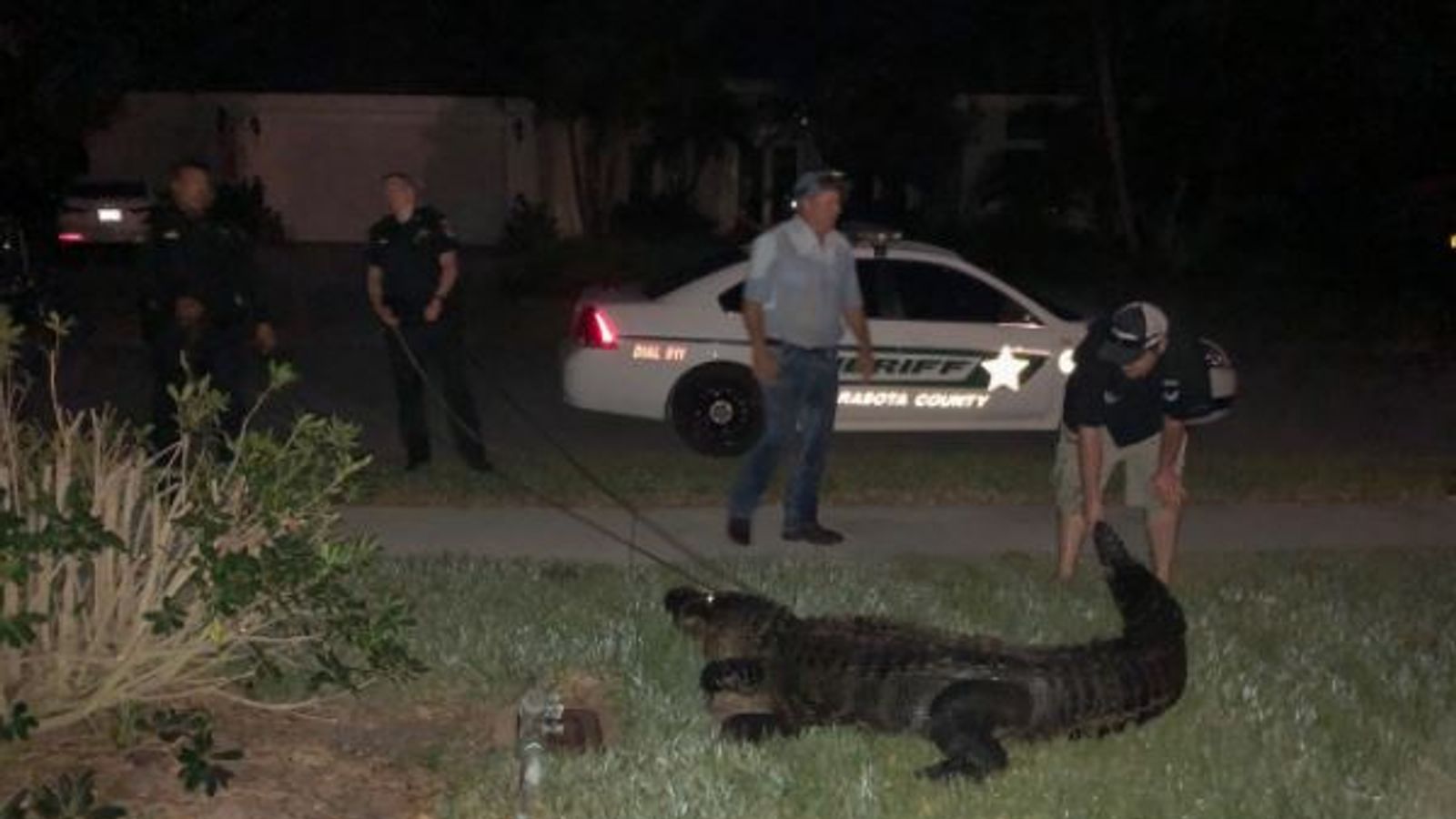 Alligator takes a swim in couple's indoor pool in Florida | US News ...