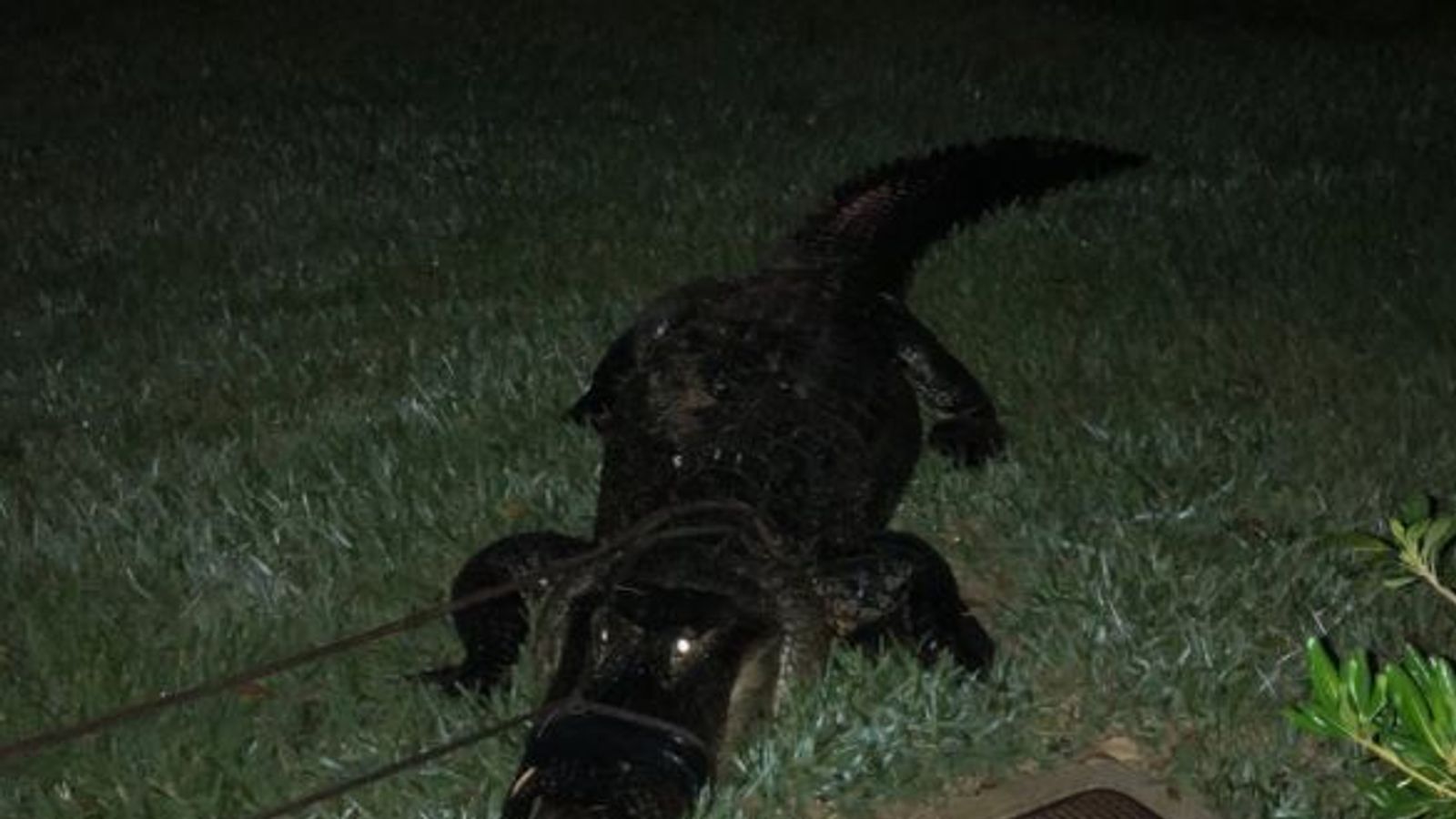 Alligator takes a swim in couple's indoor pool in Florida | US News ...