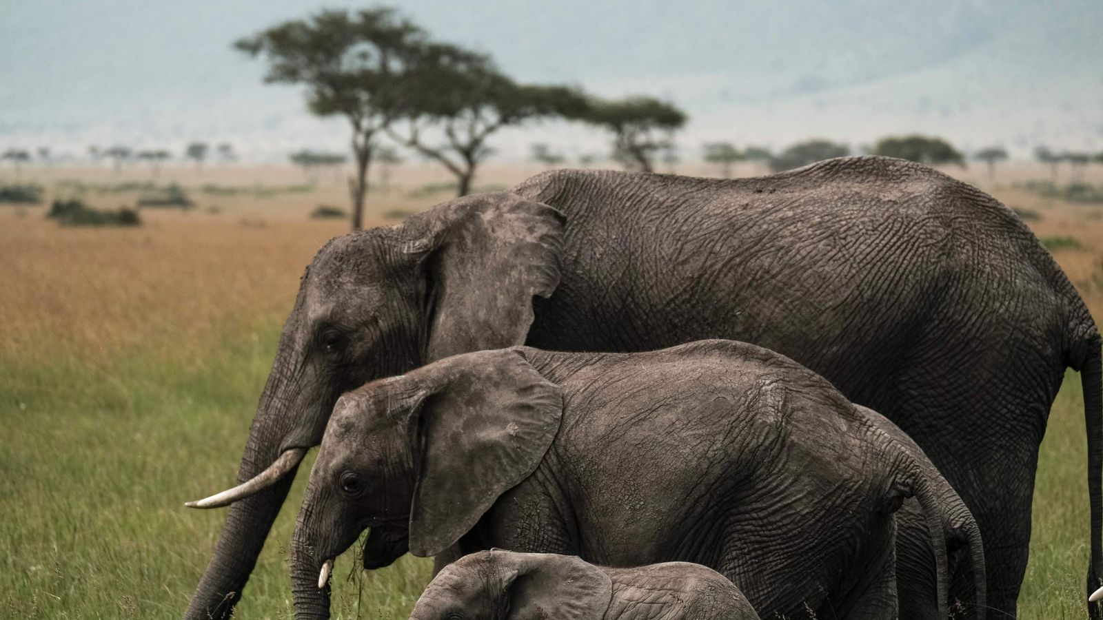 UK to introduce 'tough' ban on ivory sales to protect elephants | UK ...